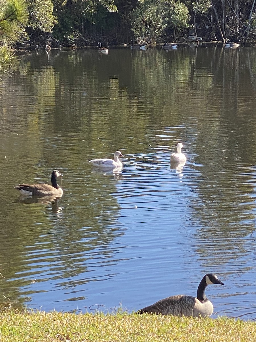 eBird Checklist - 2 Jan 2024 - 250 Golden Isles Plaza, Brunswick US-GA ...