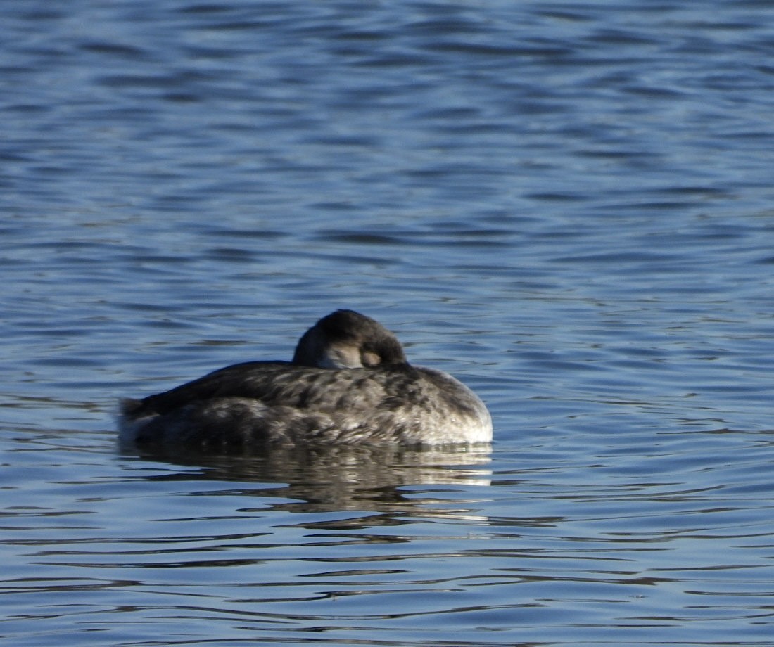 eBird Checklist - 2 Jan 2024 - John Heinz NWR--impoundment (Philadelphia Co.) - 29 species