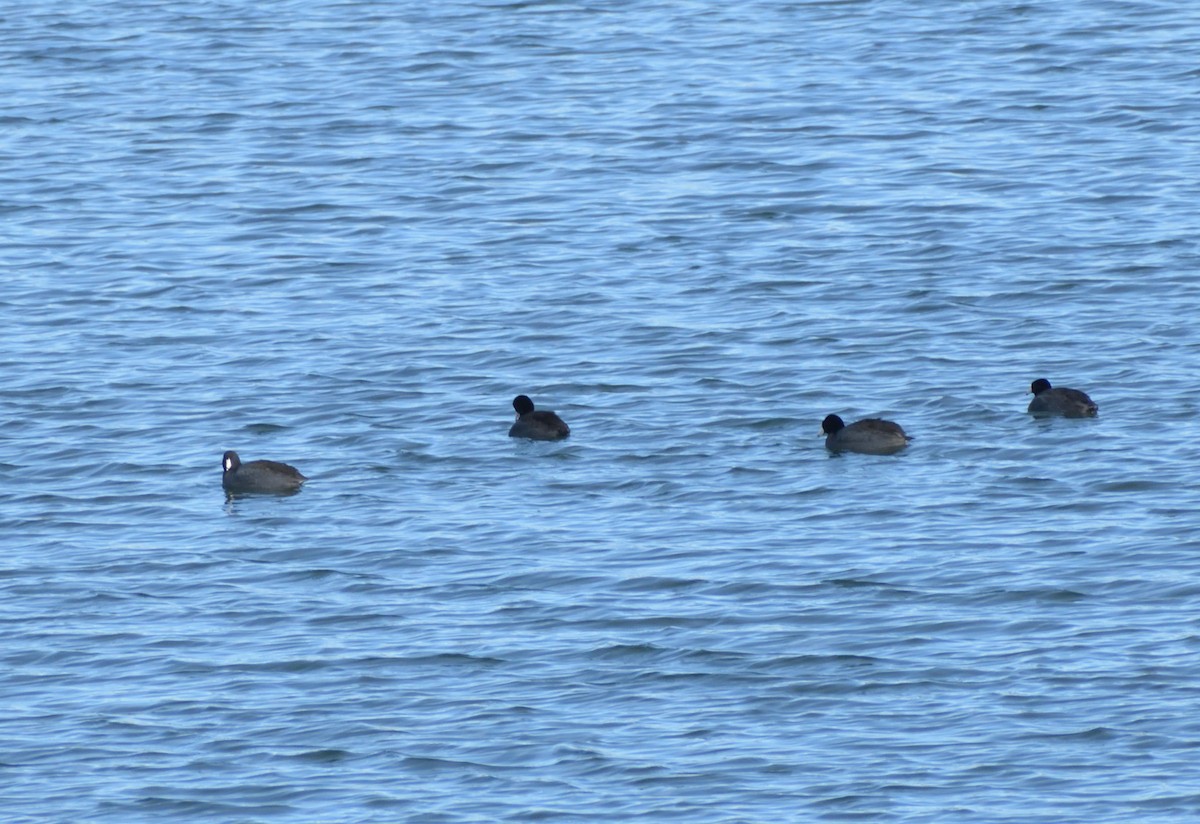 eBird Checklist - 1 Jan 2024 - Lake Pueblo SP--North Shore Marina - 6 ...