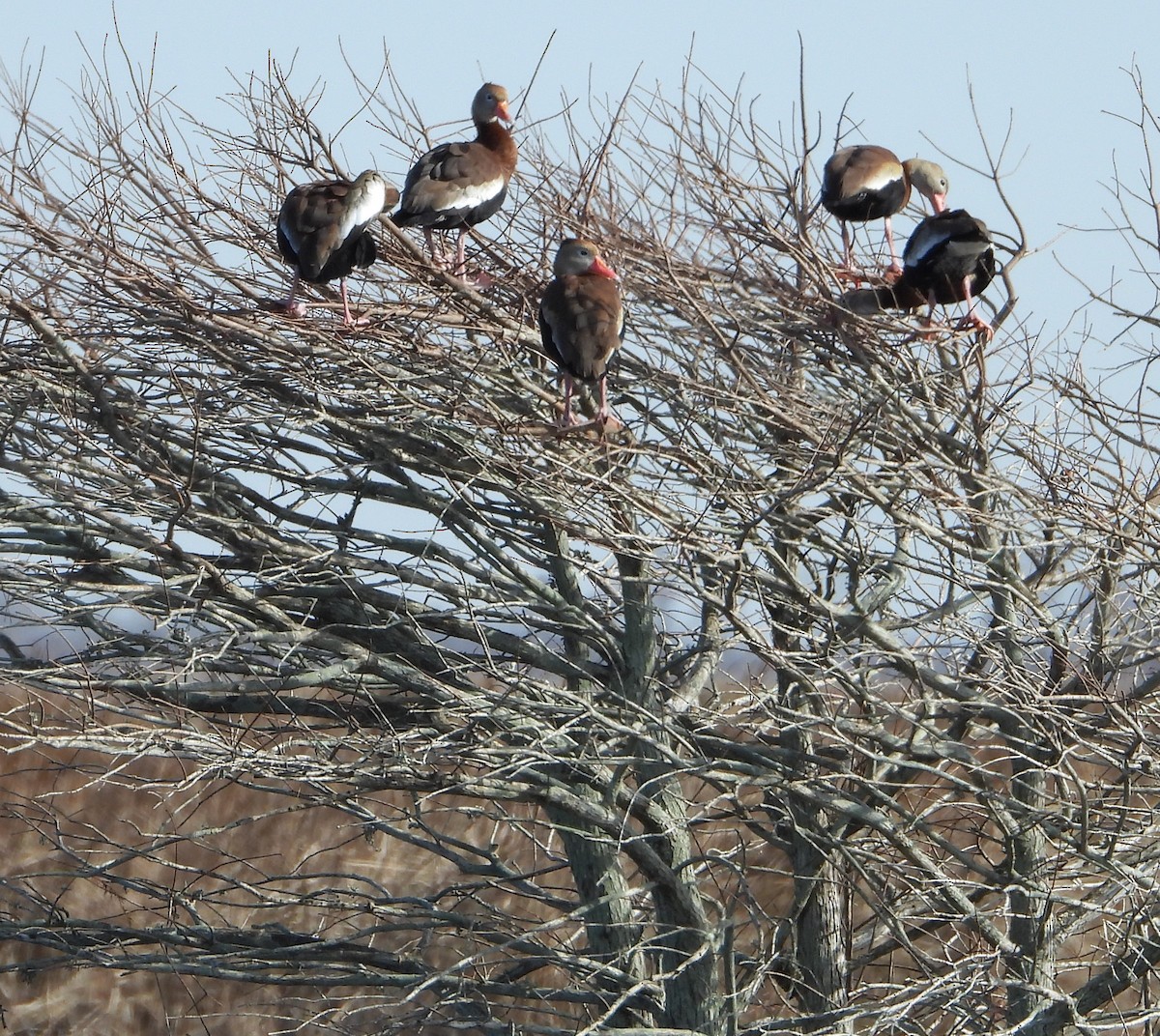 eBird Checklist - 2 Jan 2024 - Lacassine NWR--Wildlife Loop only - 49 ...
