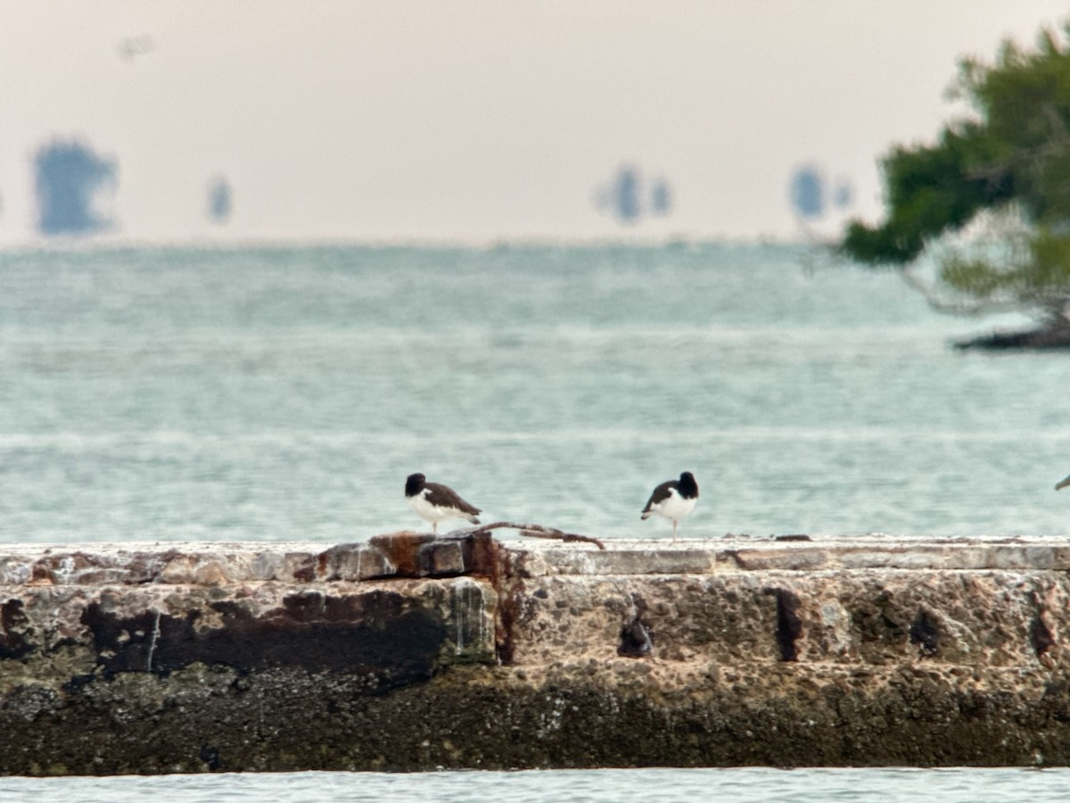 eBird Checklist - 2 Jan 2024 - Placida Fishing Pier - 20 species