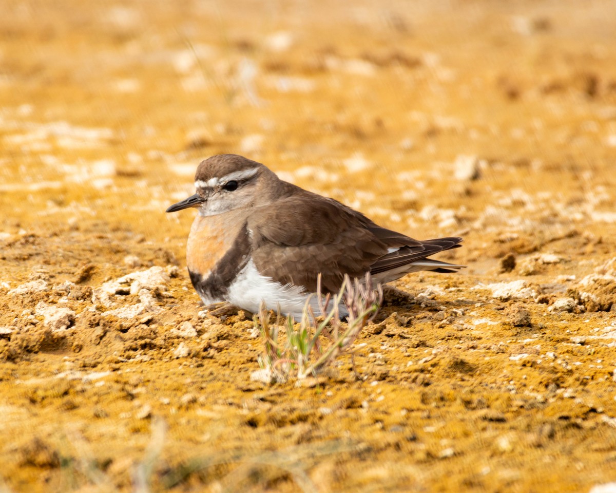 eBird Checklist - 2 Jan 2024 - Estero El Culebrón--Desembocadura - 9 ...