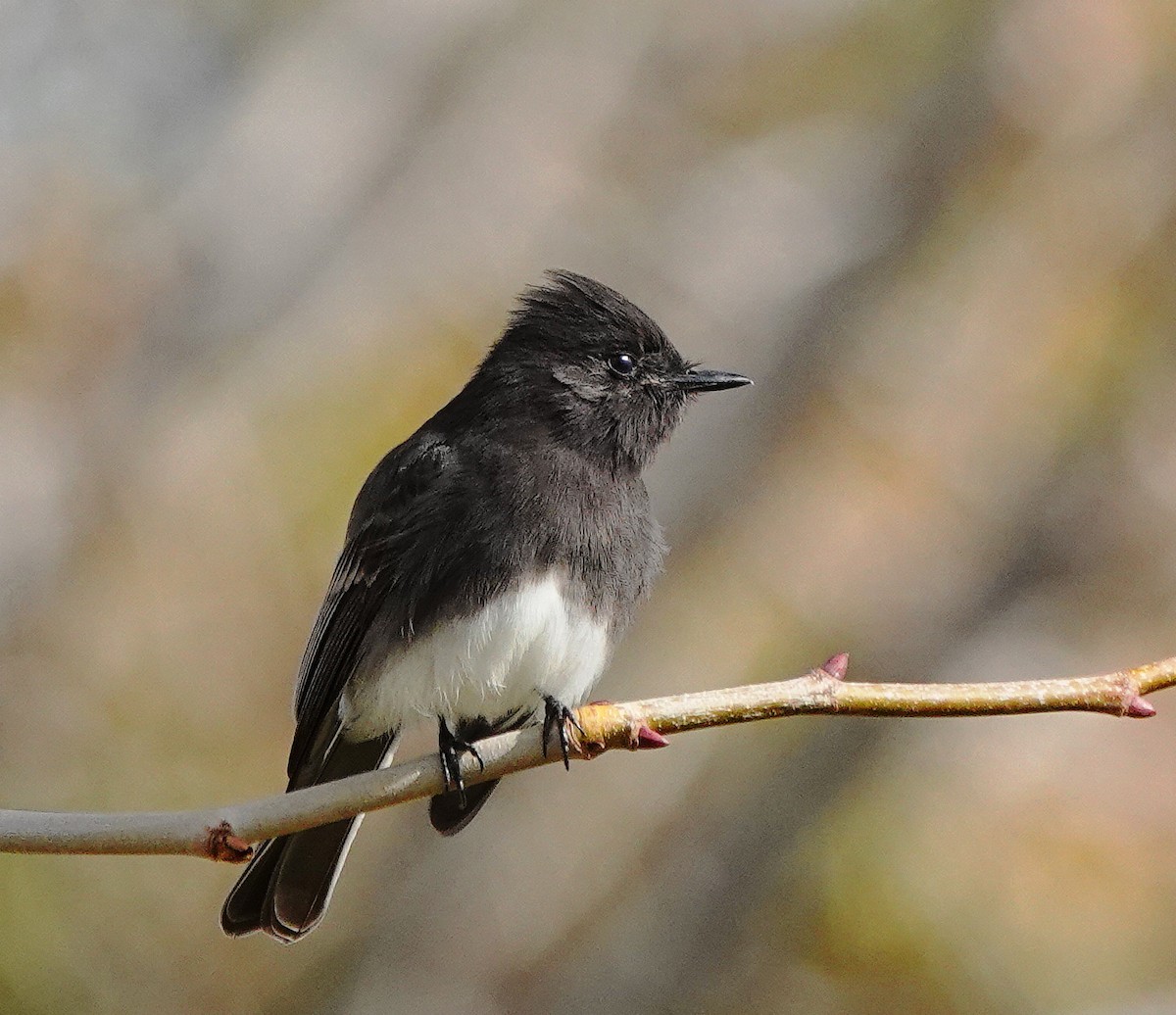 eBird Checklist - 27 Dec 2023 - Crosby Family Confluence Park - 15 species