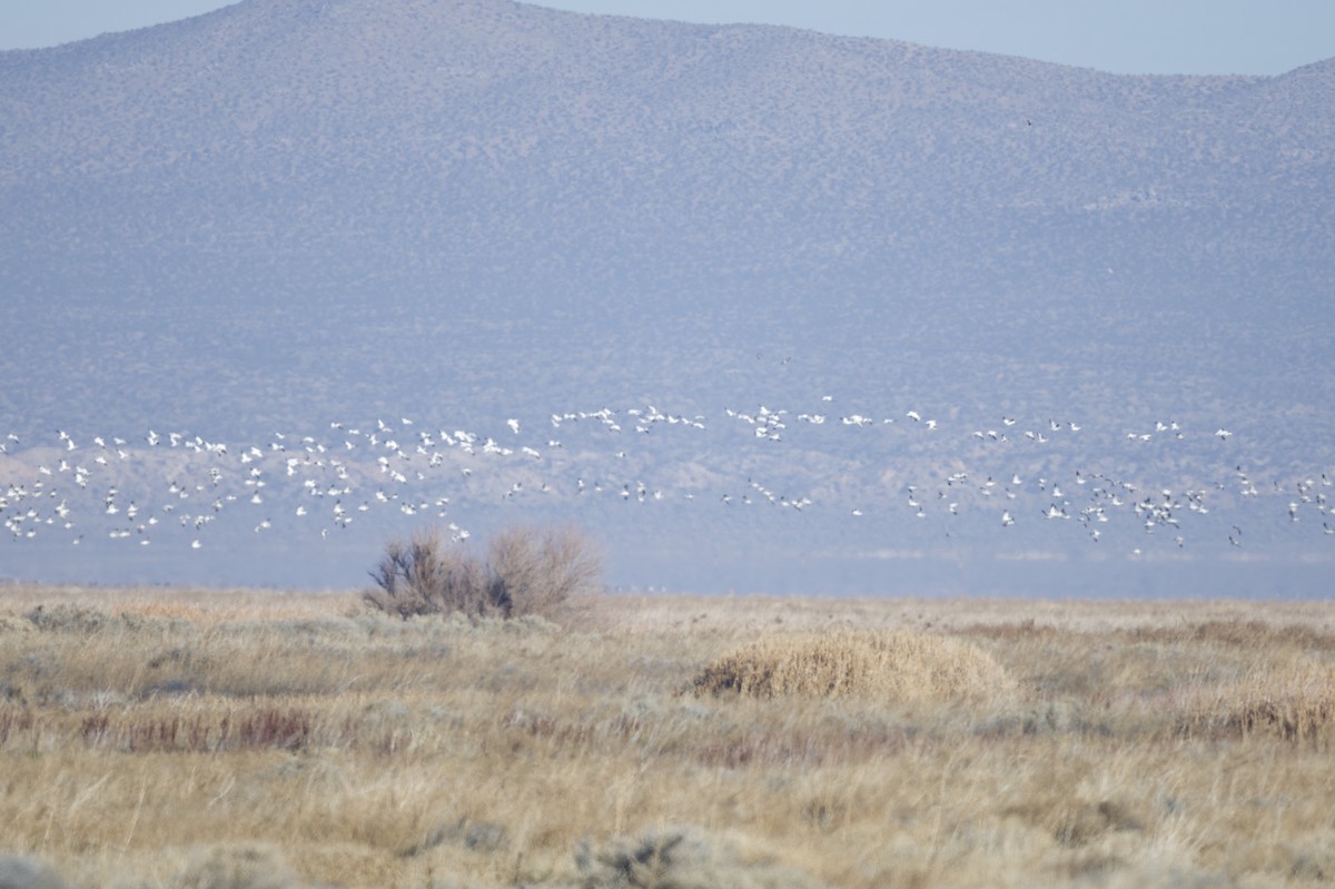 eBird Checklist - 2 Jan 2024 - Piute Ponds (permit required) - 55 species