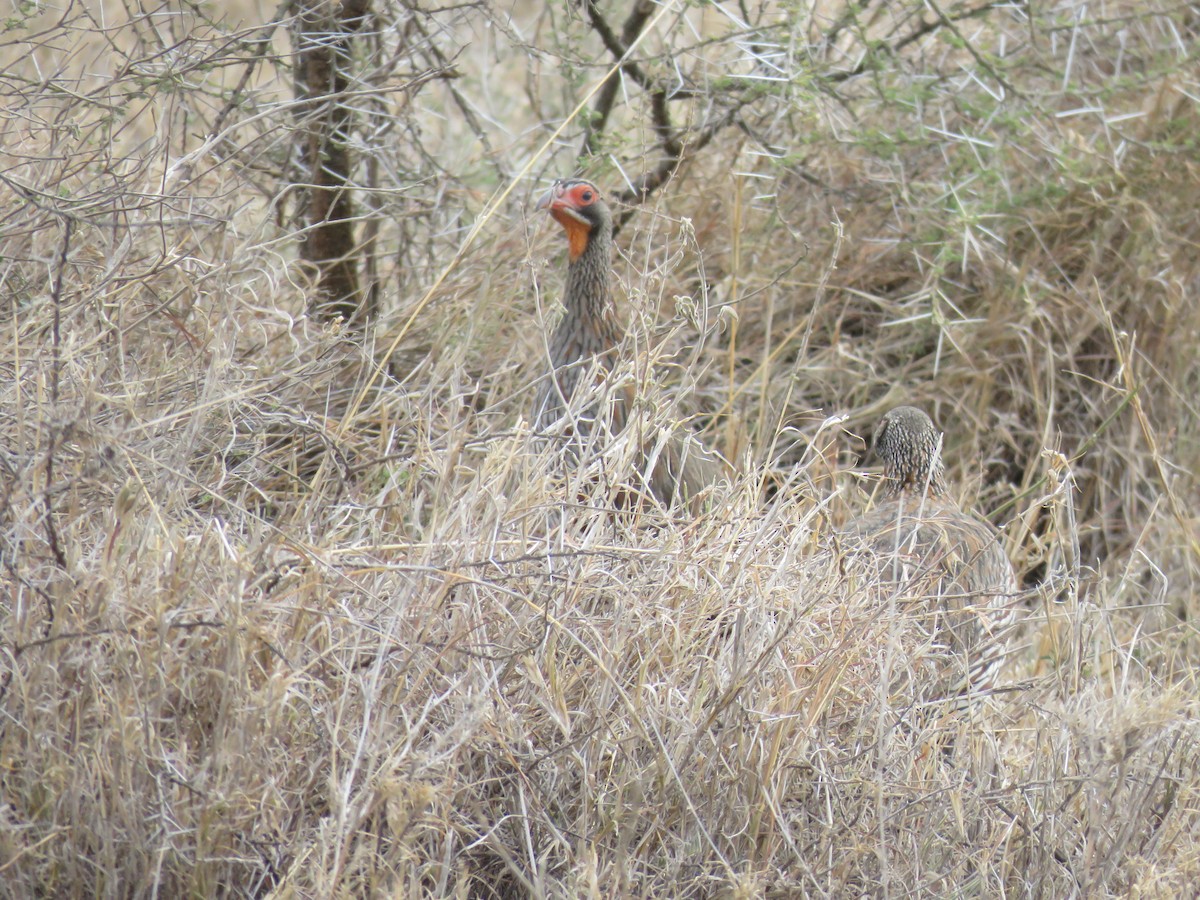eBird Checklist - 17 Aug 2019 - Serengeti NP--Northern Serengeti - 8 ...