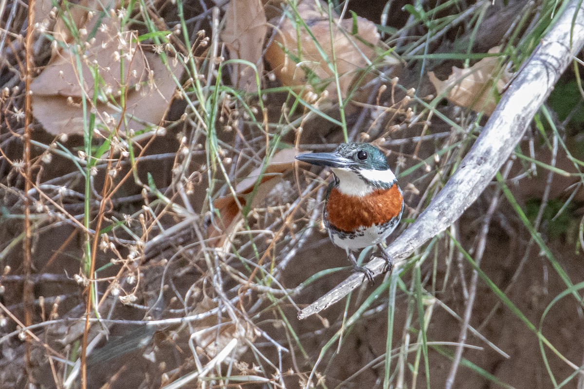 eBird Checklist - 2 Jan 2024 - De Anza Trail--Tubac kiosk area - 12 species