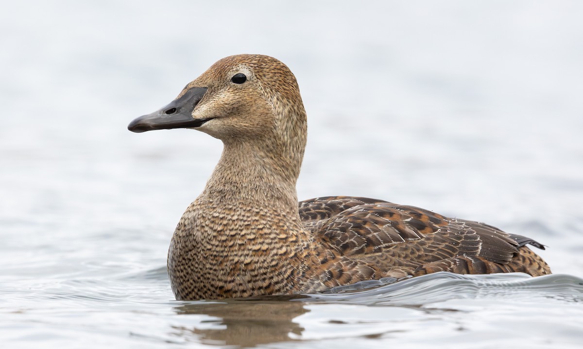 King Eider - Somateria spectabilis - Media Search - Macaulay Library and eBird