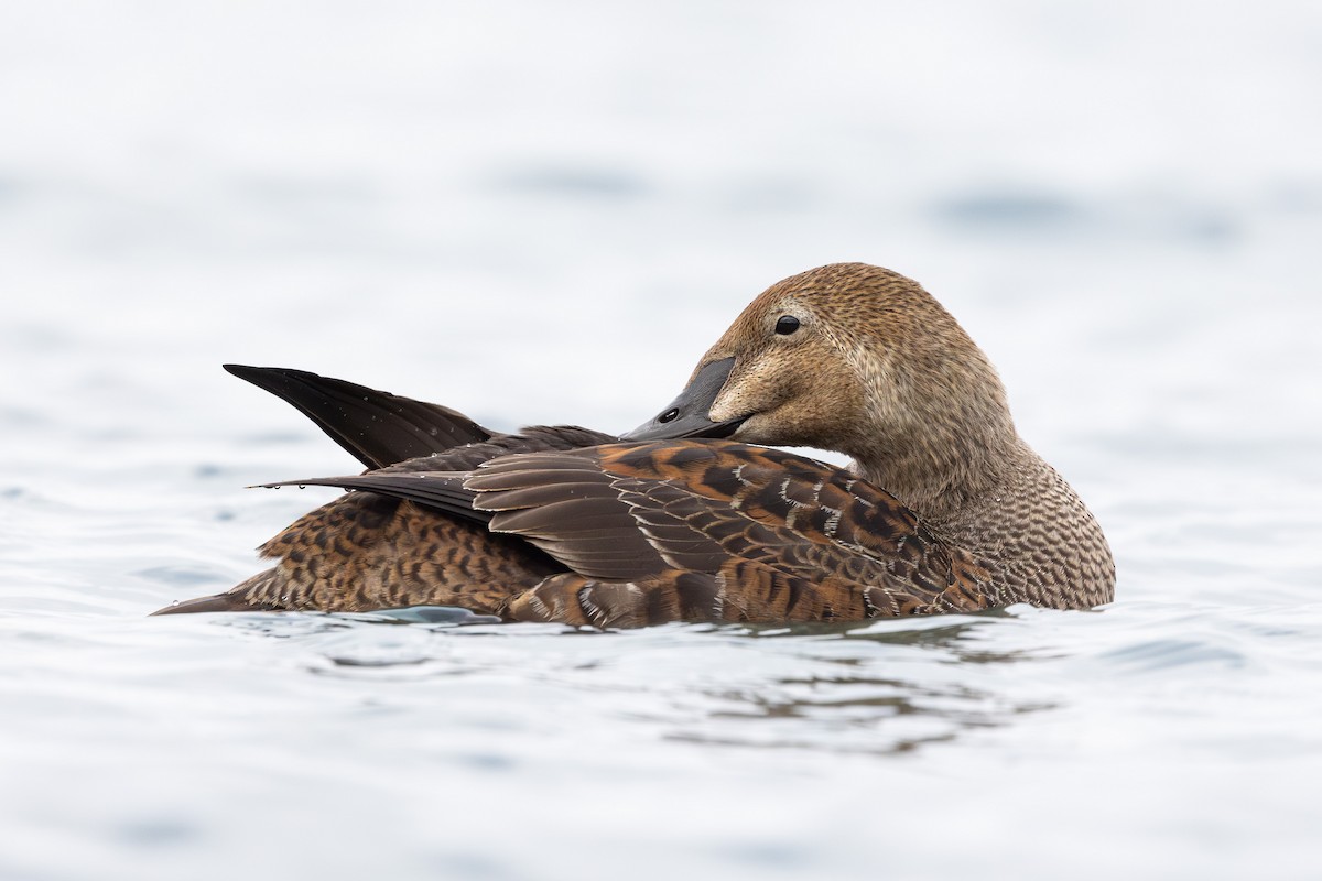 King Eider - Somateria spectabilis - Media Search - Macaulay Library and eBird