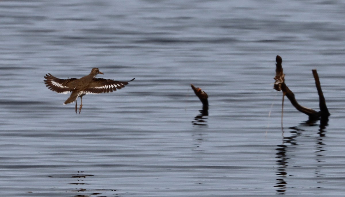 eBird Checklist - 18 May 2023 - Tuttle Marsh Wildlife Area - 23 species