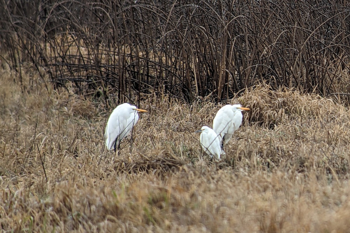 eBird Checklist - 31 Dec 2023 - Fern Ridge WMA--Royal Ave. area ...