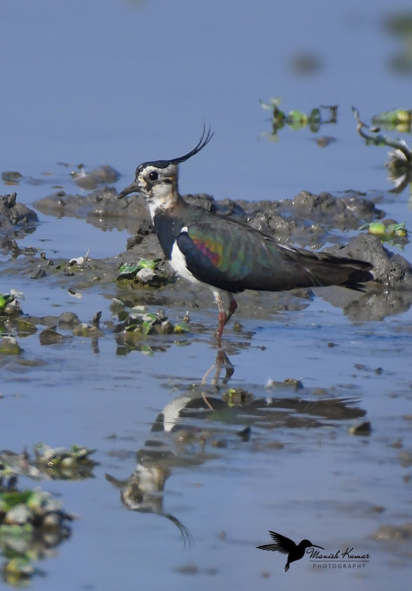 eBird India Checklist - 14 Feb 2019 - Pobitora Wildlife Sanctuary - 1 ...
