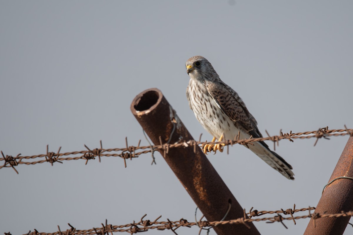 eBird Checklist - 3 Jan 2024 - Al Maha Forest--Pivot Fields (no access ...