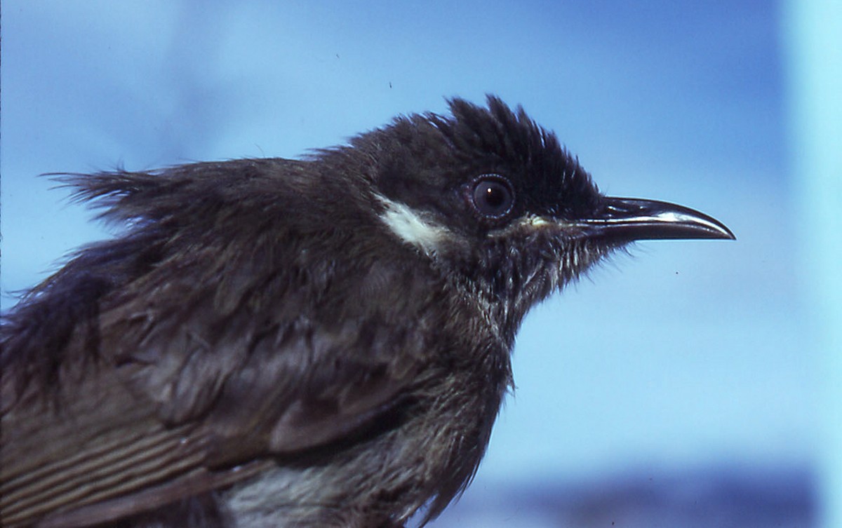 eBird Australia Checklist - 1 Apr 1986 - Telefomin, Sandaun--West Sepik ...