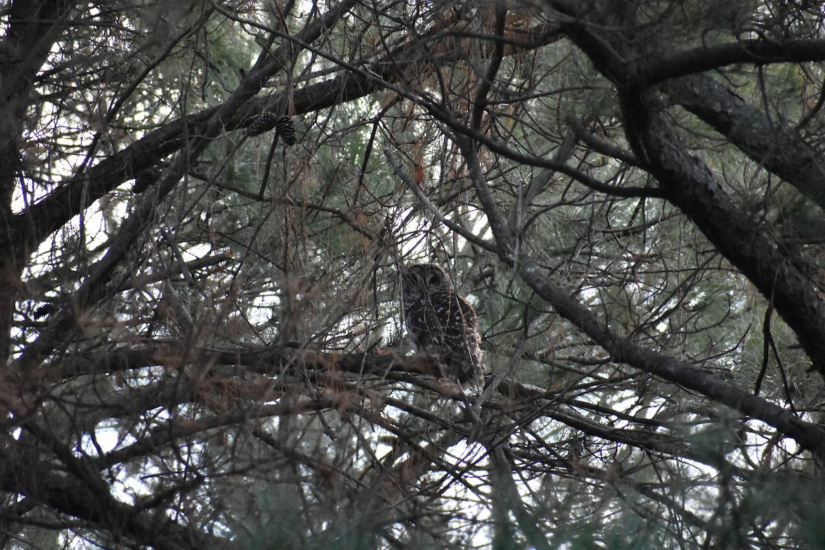 eBird Checklist - 1 Jan 2024 - Alligator River NWR--Milltail Rd. - 21 ...