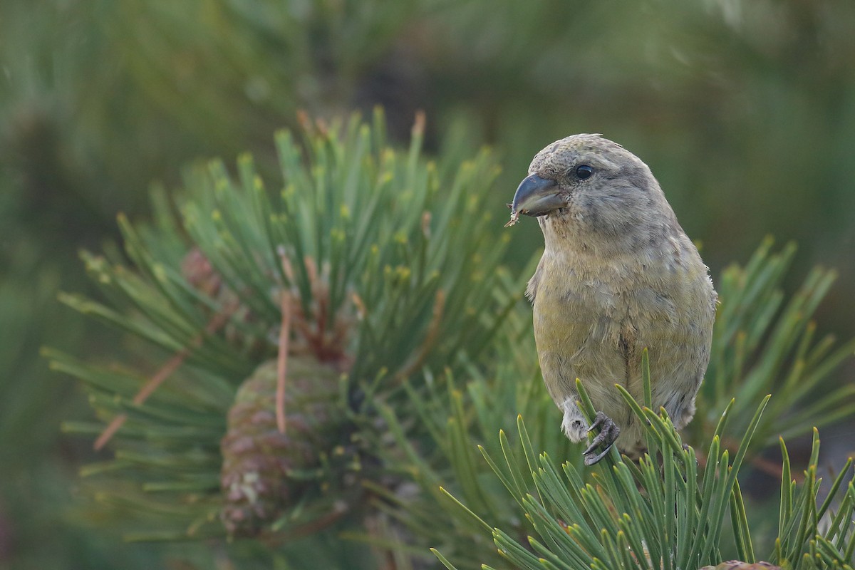 Common Crossbill (Cyprus) - eBird