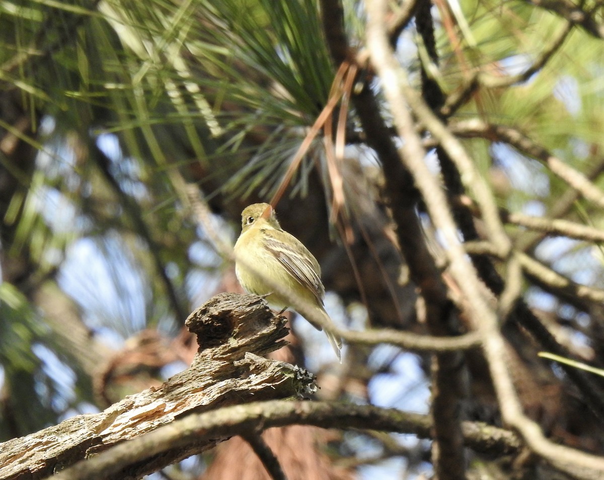 North Carolina Bird Atlas Checklist - 3 Jan 2024 - 403 Morris St ...