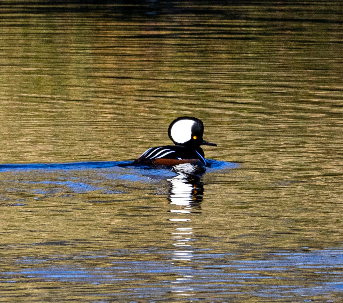 eBird Checklist - 2 Jan 2024 - Primrose Ponds - 5 species eBird Checklist - 2 Jan 2024 - Primrose Ponds - 5 species