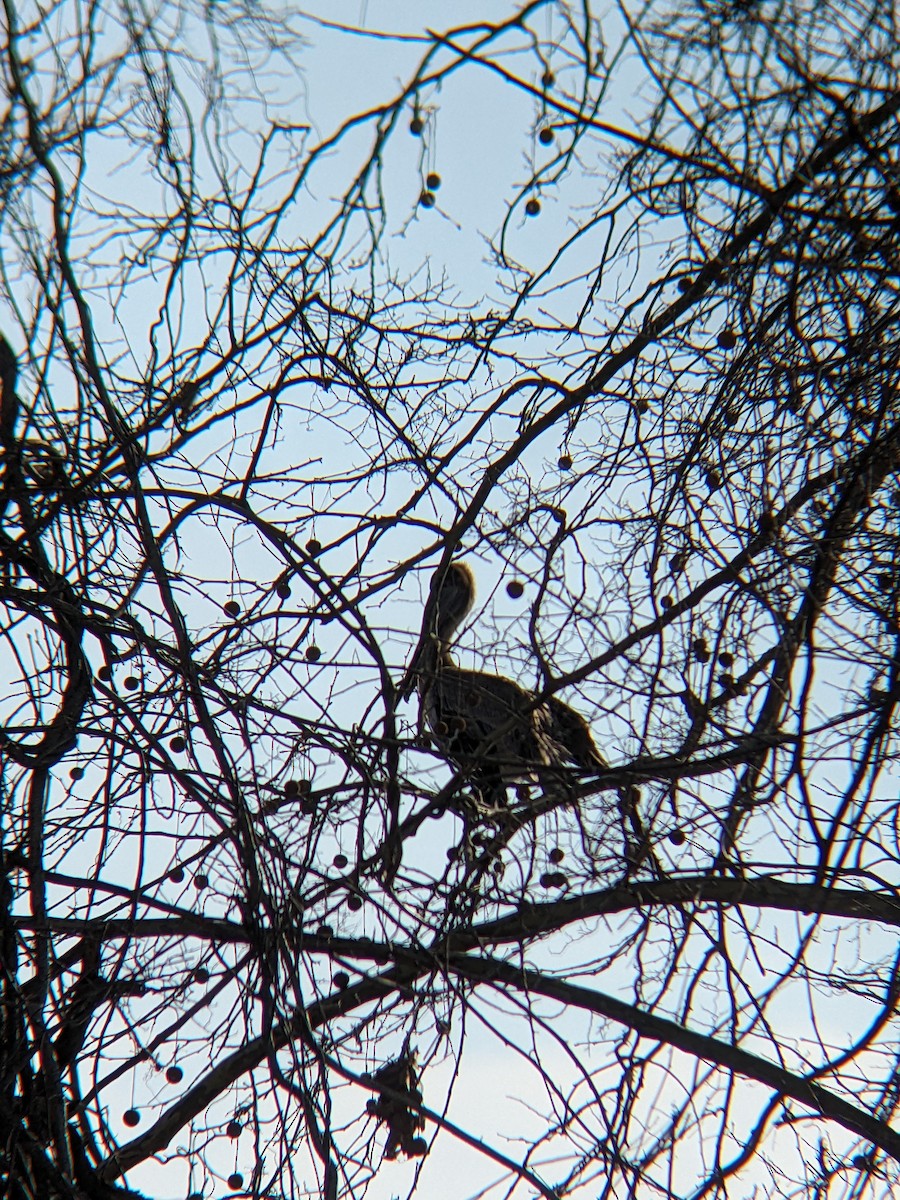 Pennsylvania Bird Atlas Checklist - 3 Jan 2024 - Van Sciver Lake (restricted access) - 8 species ...