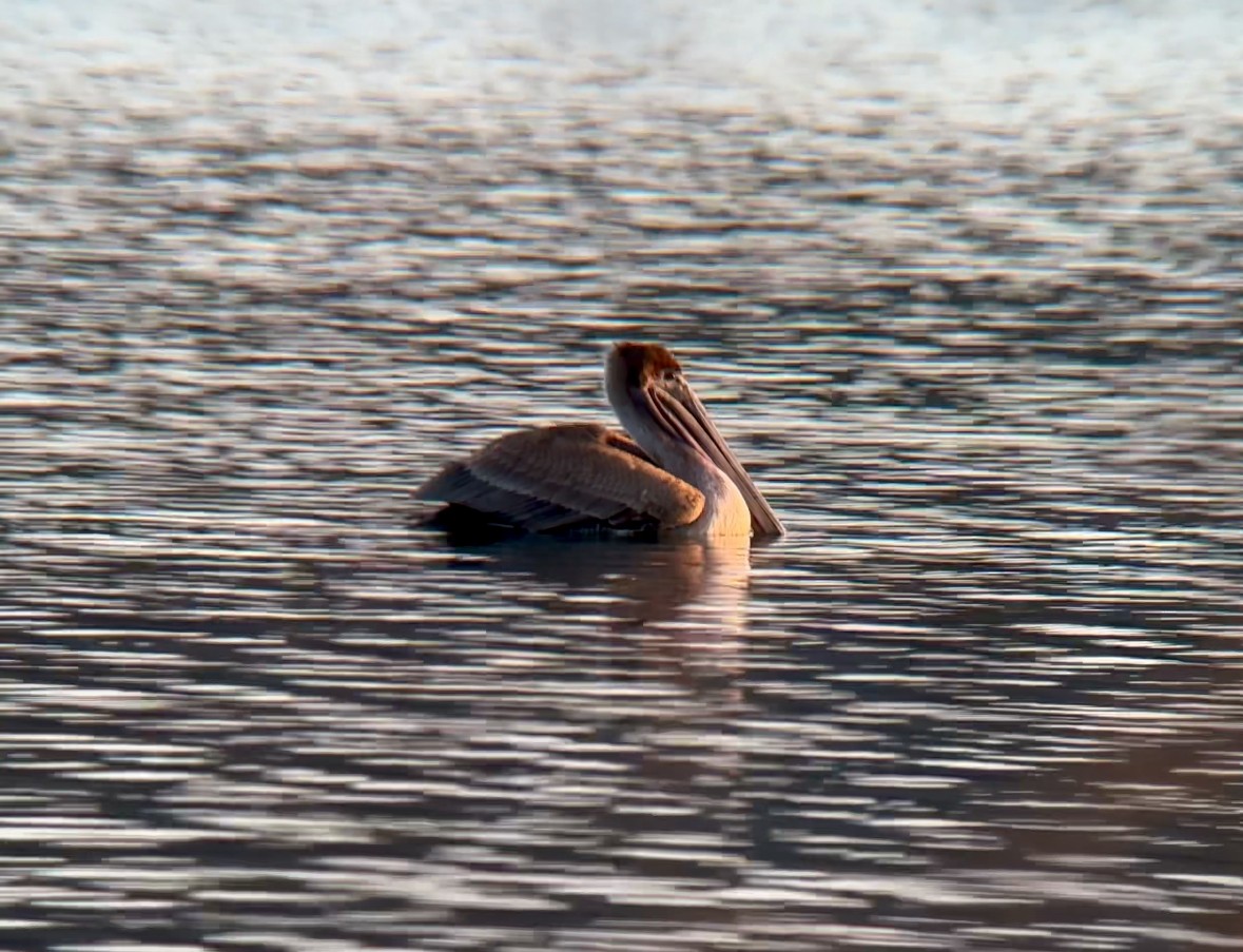Pennsylvania Bird Atlas Checklist - 3 Jan 2024 - Van Sciver Lake (restricted access) - 11 species