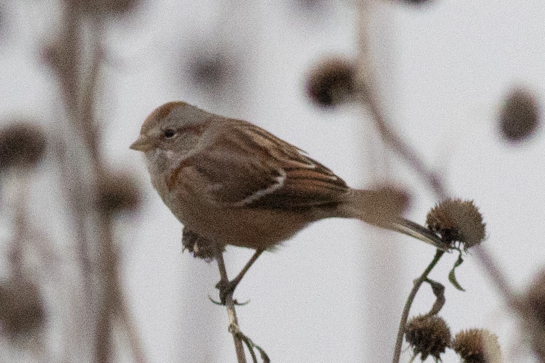 Pennsylvania Bird Atlas Checklist - 3 Jan 2024 - Robert Porter Allen Natural Area - 9 species