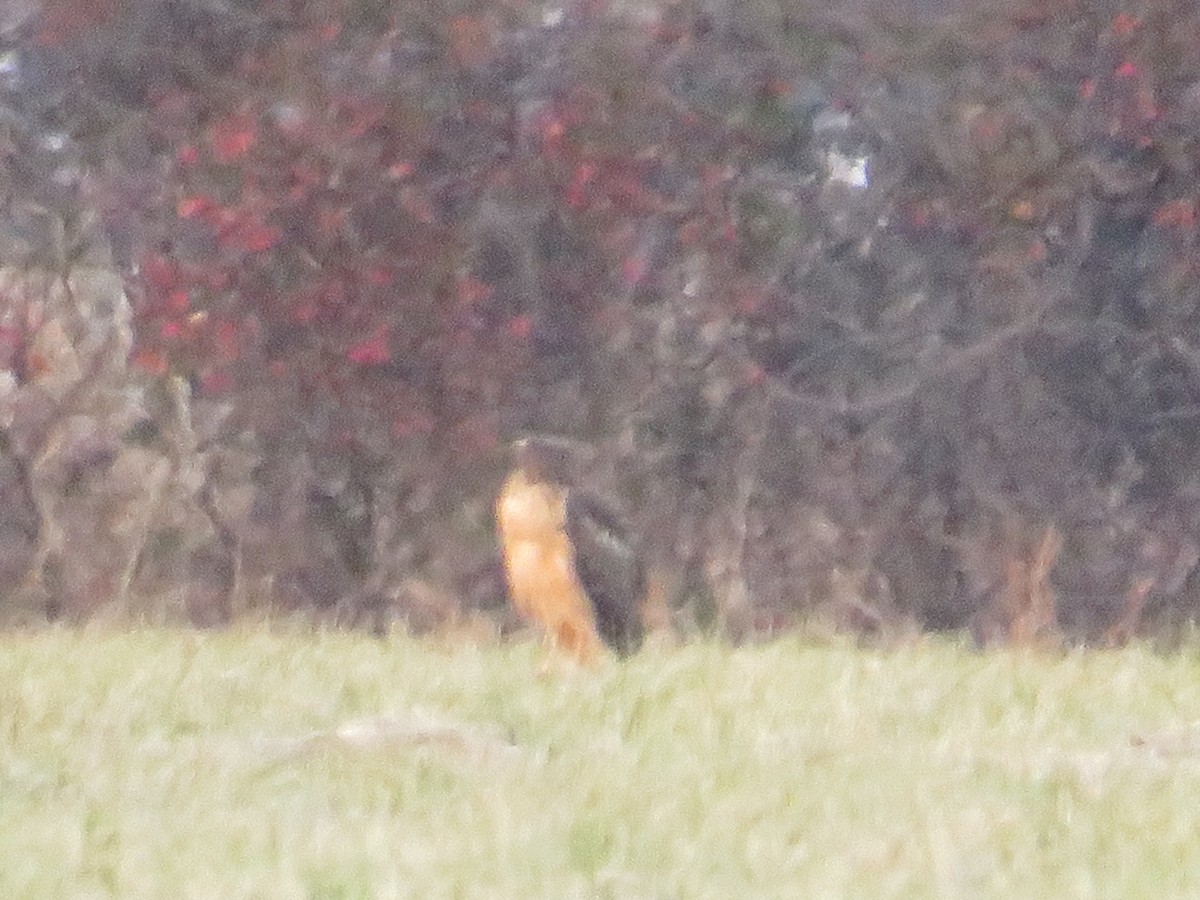 Pennsylvania Bird Atlas Checklist - 3 Jan 2024 - Delaware River--Hog Island Rd. (Delaware Co ...