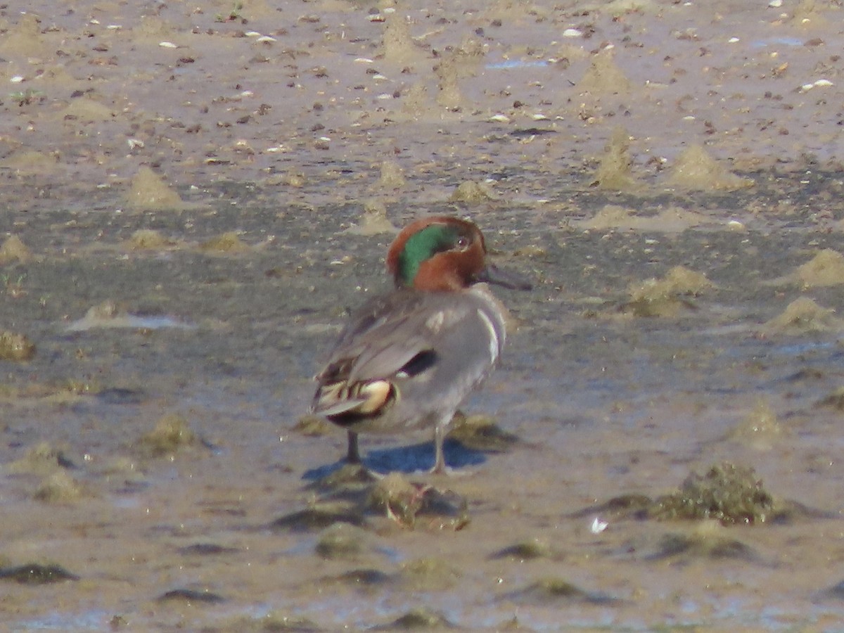 eBird Checklist - 3 Jan 2024 - Captain Hook's Restaurant & Shrimp Farm ...
