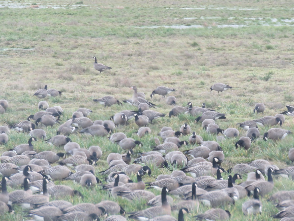 eBird Checklist - 3 Jan 2024 - William L. Finley NWR--Scrape Pond - 11 ...