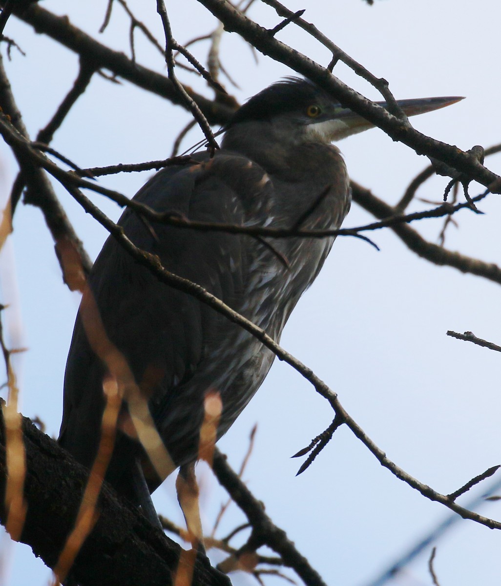 eBird Checklist - 3 Jan 2024 - Lake Siskiyou - 5 species