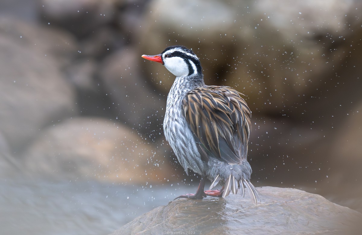 eBird Checklist - 3 Jan 2024 - Guango Lodge - 48 species