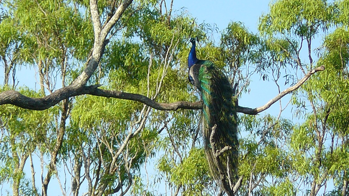 eBird Checklist - 4 Jan 2024 - Goodnight Scrub National Park - 59 species
