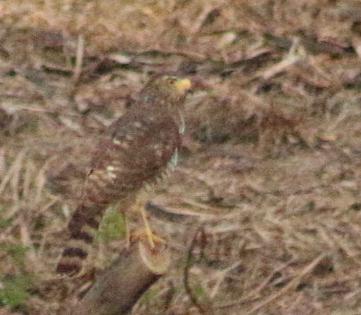 eBird Checklist - 3 Jan 2024 - Resaca de la Palma SP WBC (Brownsville ...