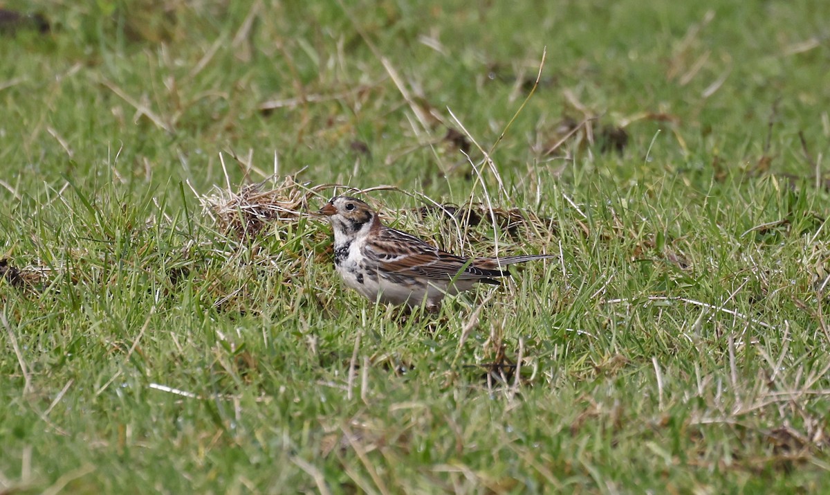 eBird Checklist - 3 Jan 2024 - 3076-3072 Cannibal Island Road, Ferndale ...