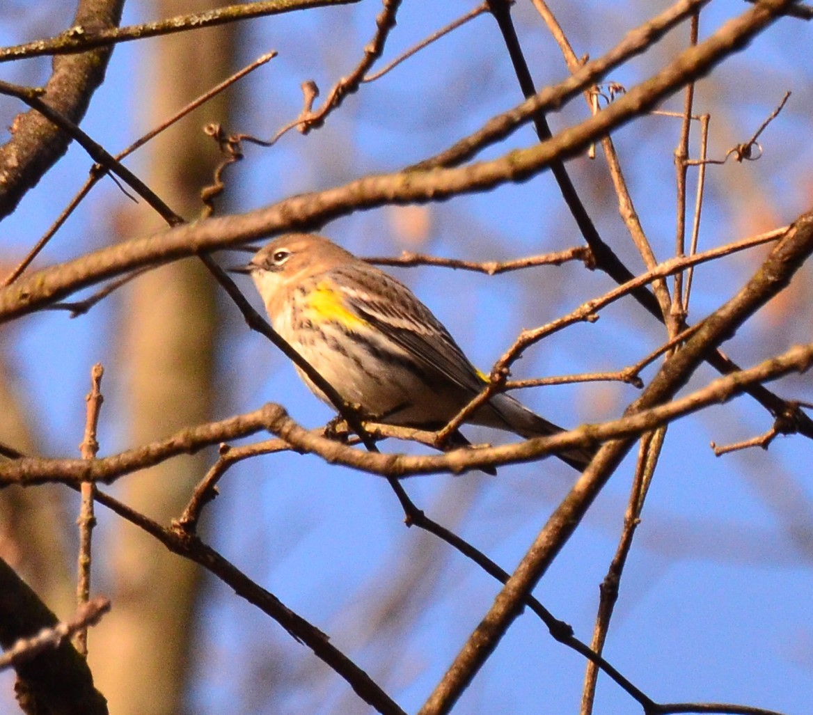 Pennsylvania Bird Atlas Checklist - 3 Jan 2024 - Lake Ontelaunee (IBA) - 27 species (+1 other taxa)