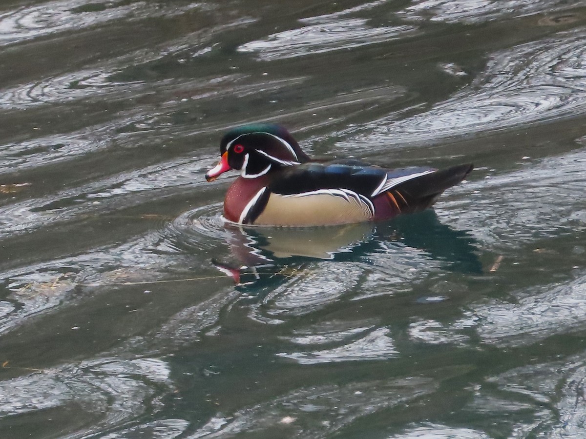 eBird Checklist - 4 Jan 2024 - Millards Quarry Pond - 4 species