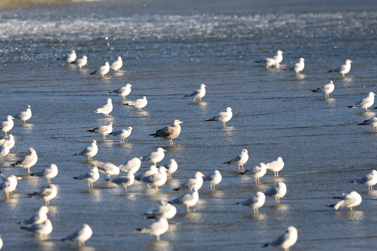 eBird Checklist - 2 Jan 2024 - White Rock Lake & Old Fish Hatchery (PPW ...