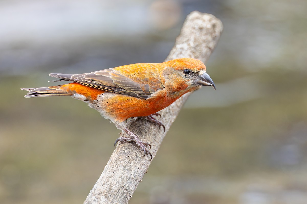 Red Crossbill (Ponderosa Pine or type 2) - eBird