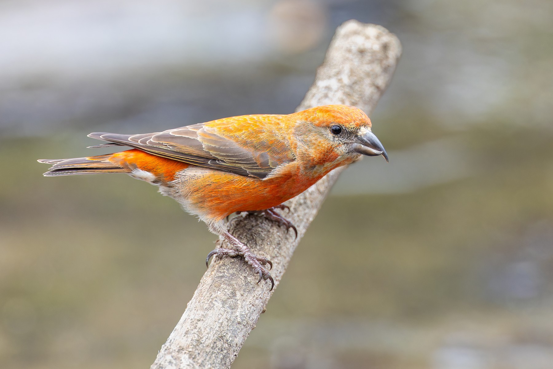 Common Crossbill (Ponderosa Pine or type 2) - eBird