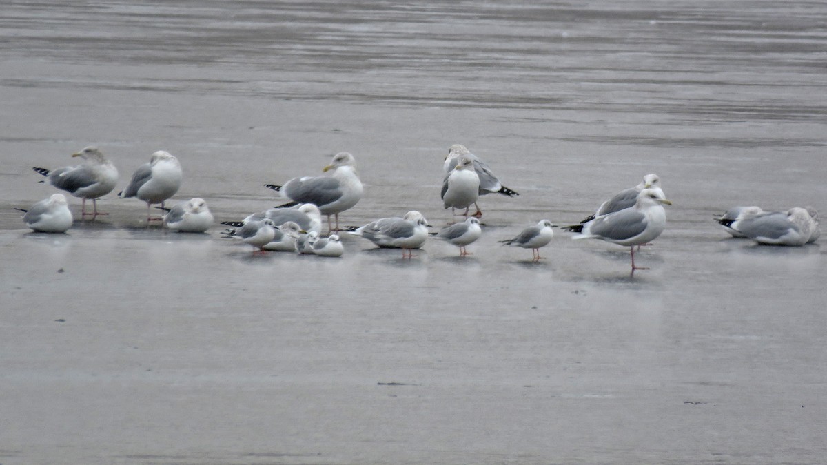 eBird Checklist - 4 Jan 2024 - Silver Creek Inlet - 5 species