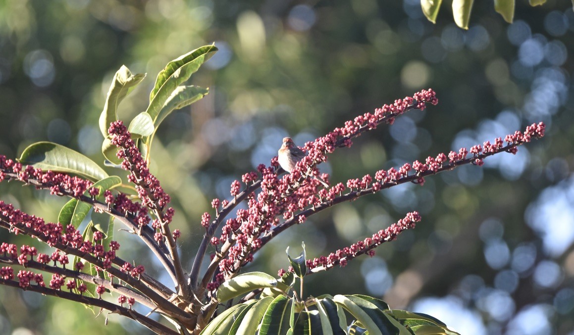 eBird Checklist - 4 Jan 2024 - Georgina Cole Library and Community ...