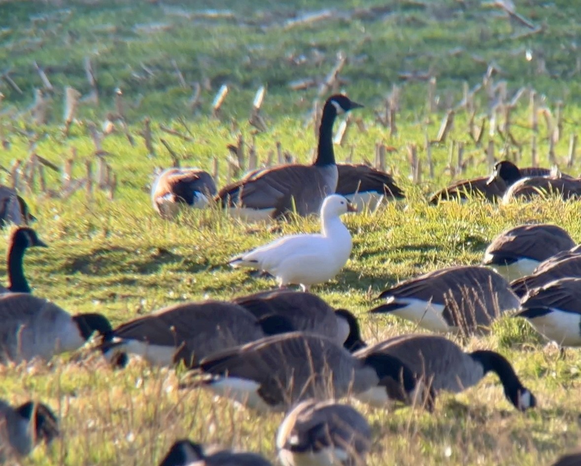 Pennsylvania Bird Atlas Checklist - 4 Jan 2024 - Park Road Flooded Fields - 4 species