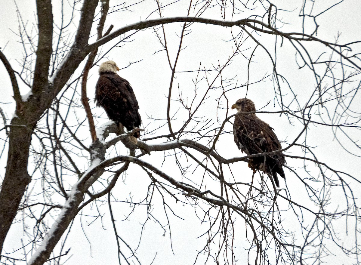 Pennsylvania Bird Atlas Checklist - 4 Jan 2024 - Jamie Hill's Waterford, PA, Pond Property - 21 ...