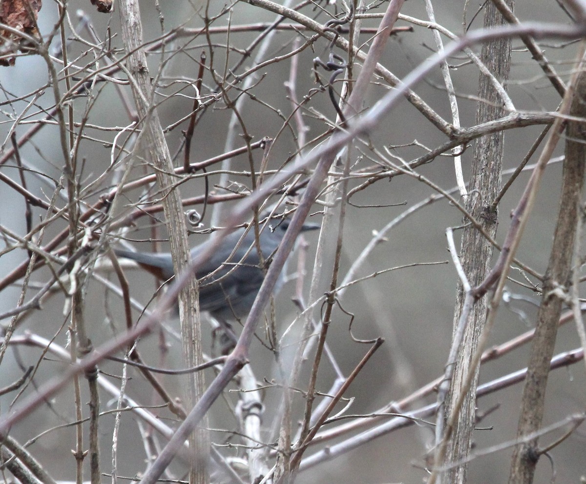 Pennsylvania Bird Atlas Checklist - 4 Jan 2024 - Peters Creek - 16 species