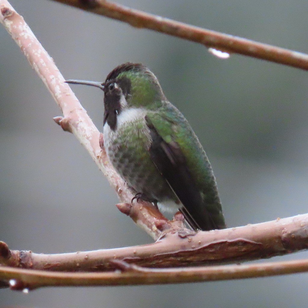 eBird Checklist - 4 Jan 2024 - Warfield, Dickens Str. - 4 species