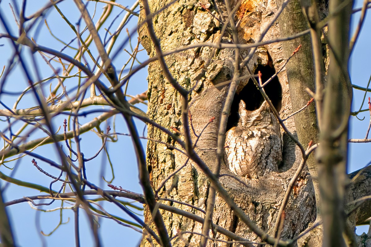 Pennsylvania Bird Atlas Checklist - 4 Jan 2024 - Presque Isle SP (IBA) - 15 species
