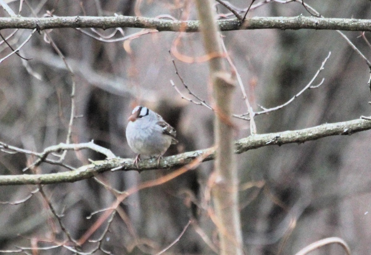 Pennsylvania Bird Atlas Checklist - 4 Jan 2024 - Elkhorn Rd. - 13 species