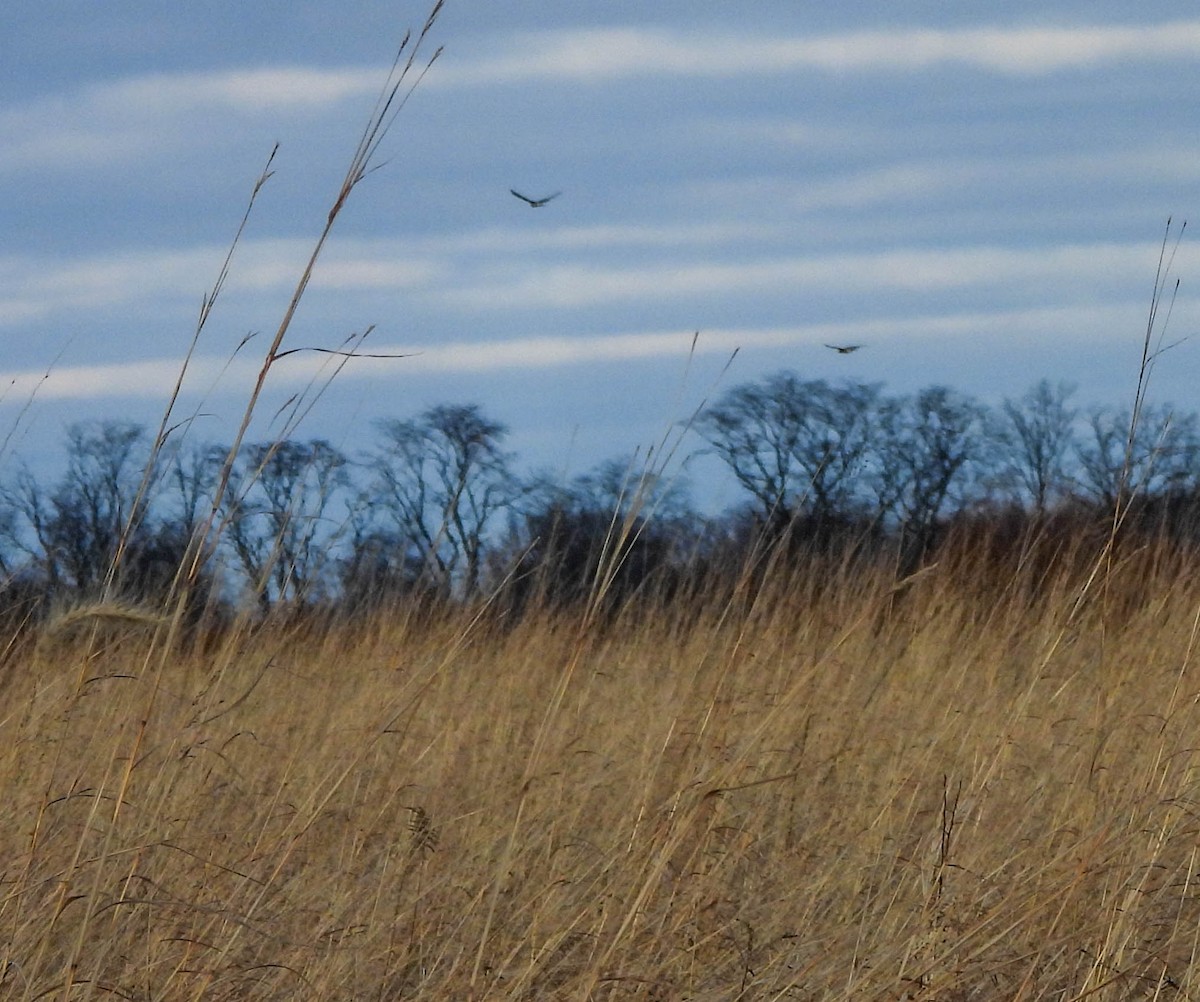eBird Checklist - 4 Jan 2024 - Battelle Darby Creek Metro Park--Darby ...
