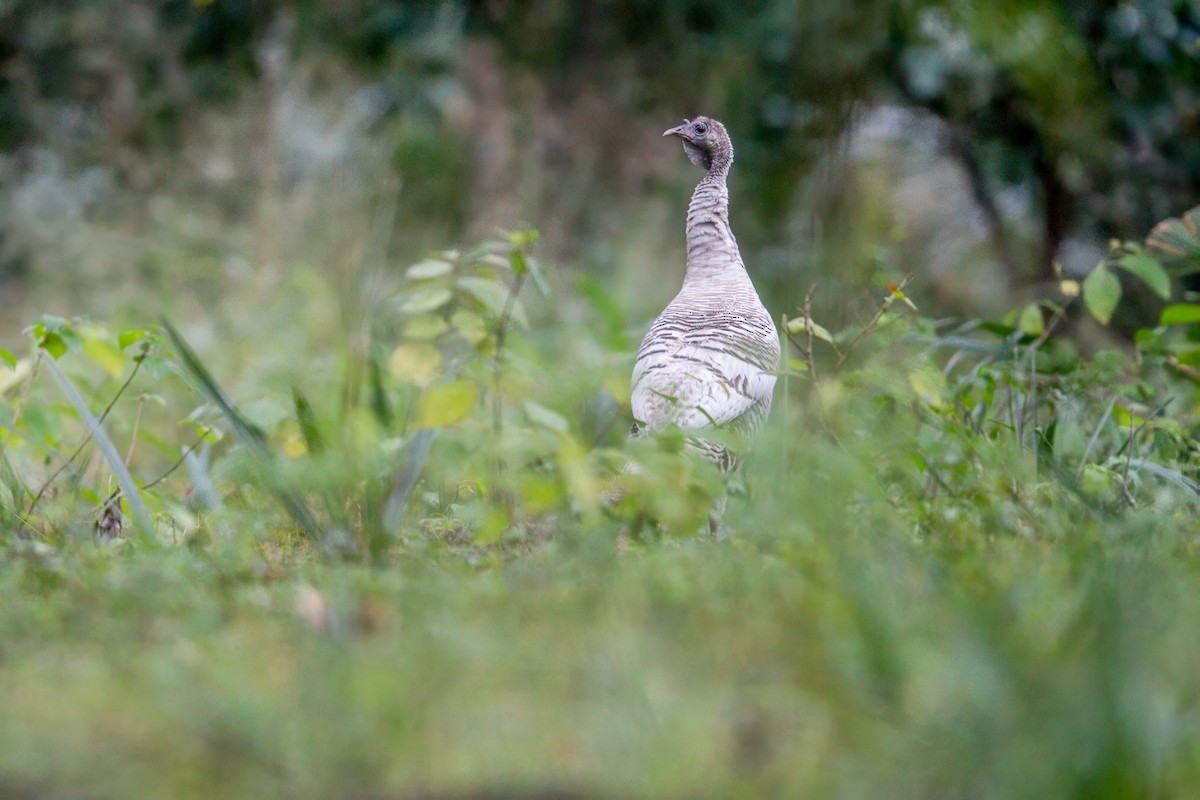 eBird Checklist - 4 Jan 2024 - Carney Island Recreation and ...