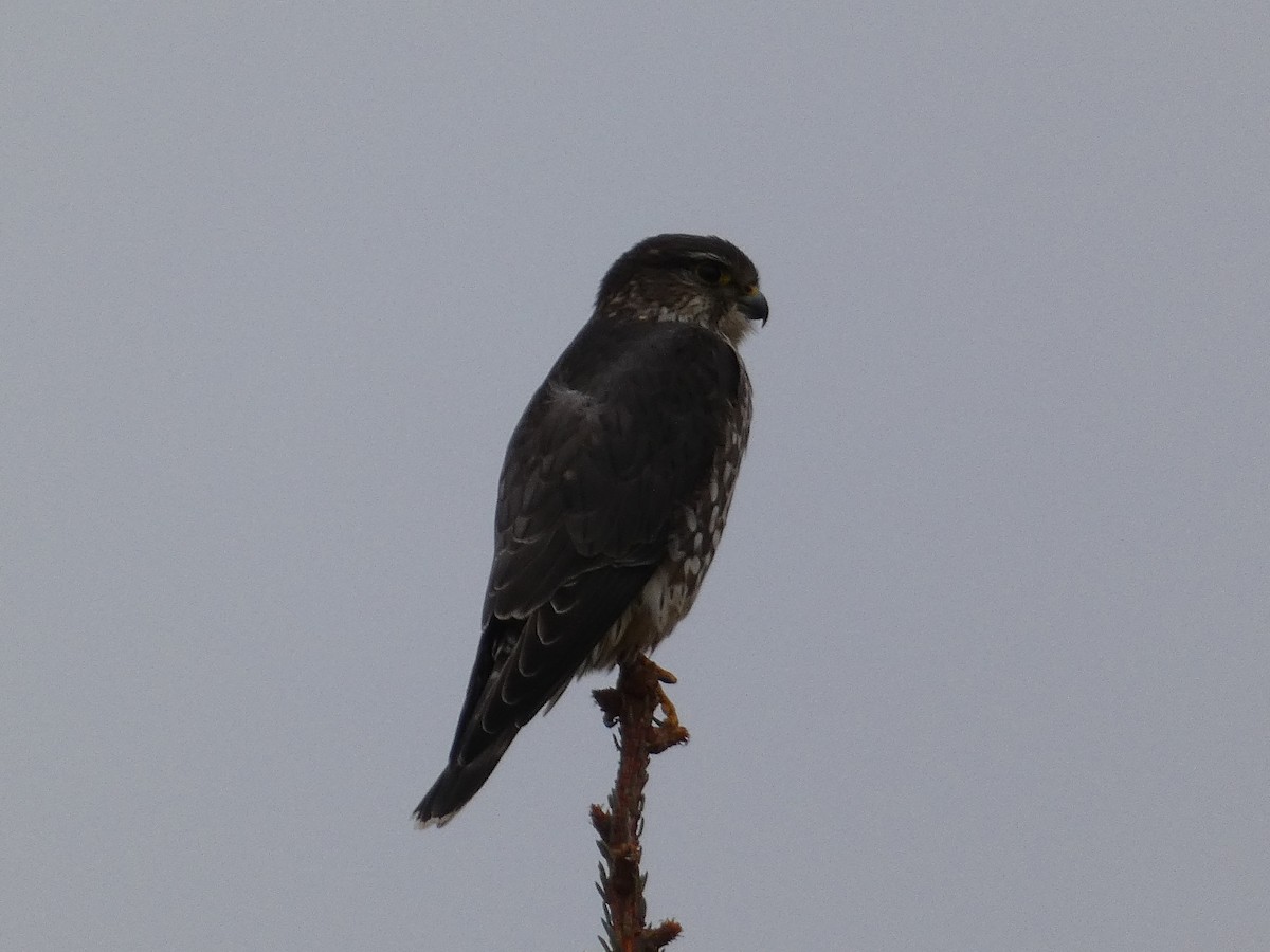 eBird Checklist - 4 Jan 2024 - Wooster High School - 1 species