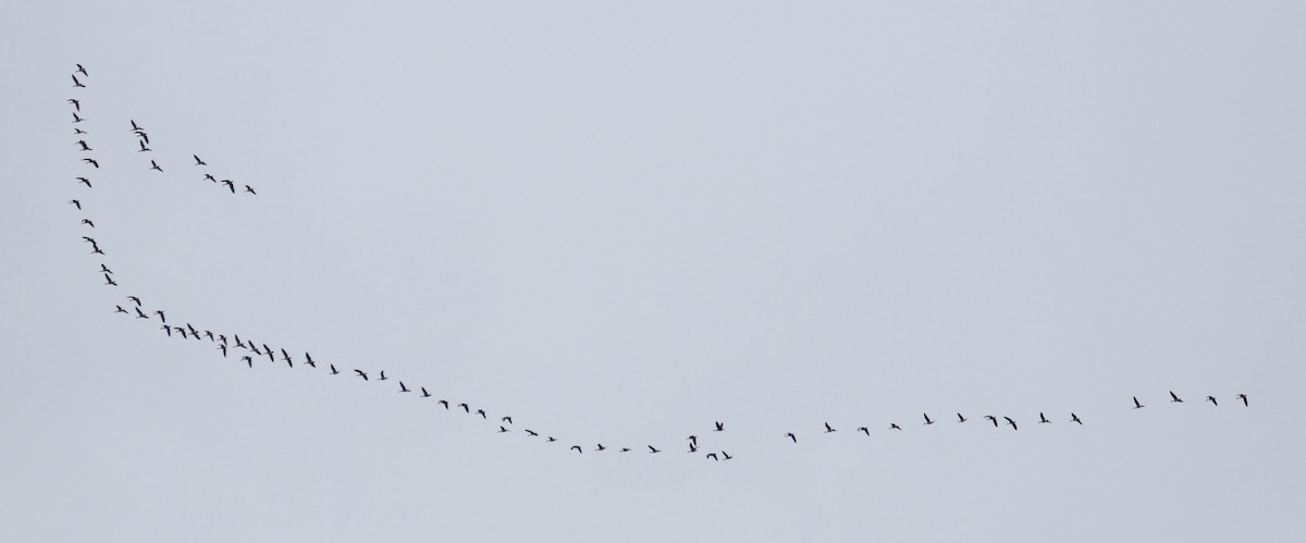 Pennsylvania Bird Atlas Checklist - 4 Jan 2024 - Bald Eagle SP--Woapalanne Trail - 3 species