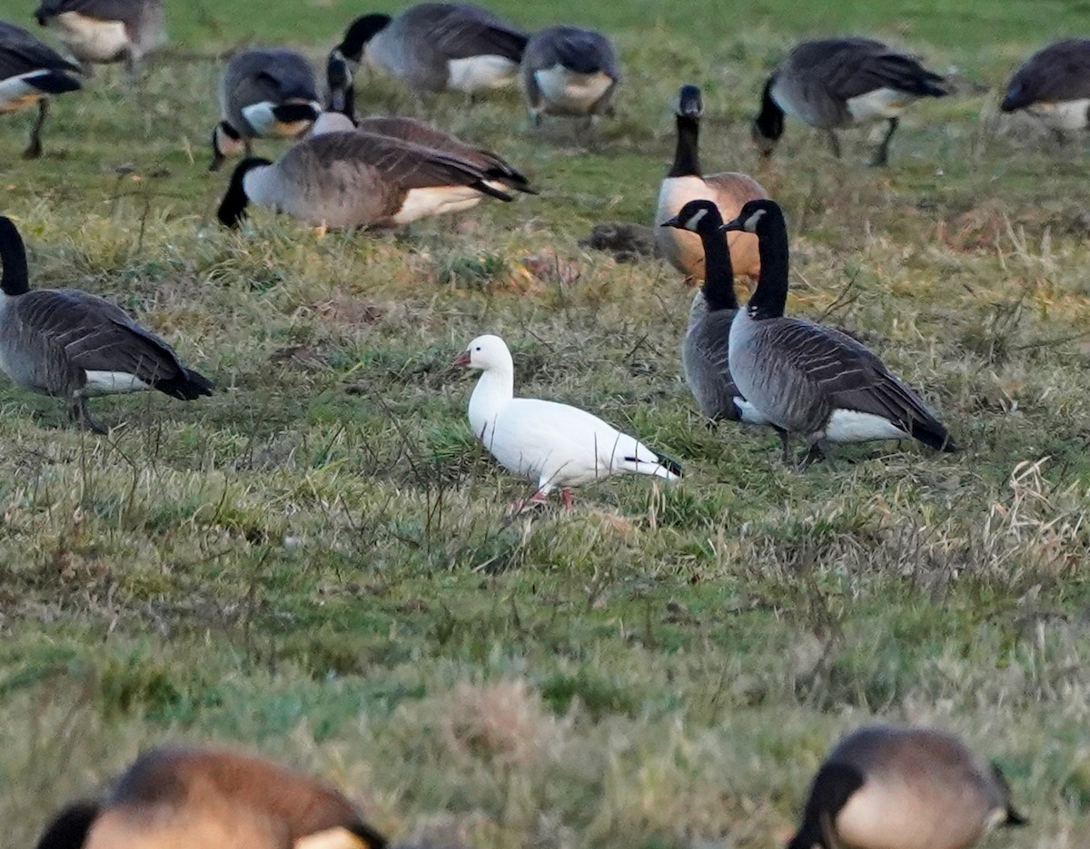 Pennsylvania Bird Atlas Checklist - 4 Jan 2024 - 5232–5254 Tel Hai Cir, Honey Brook US-PA 40. ...